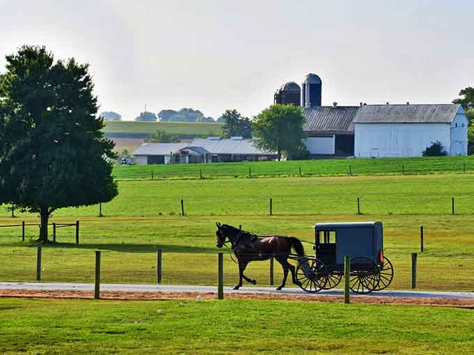 Morning light spills across emerald pastures where silos stand sentinel and buggies glide like they've got all day.