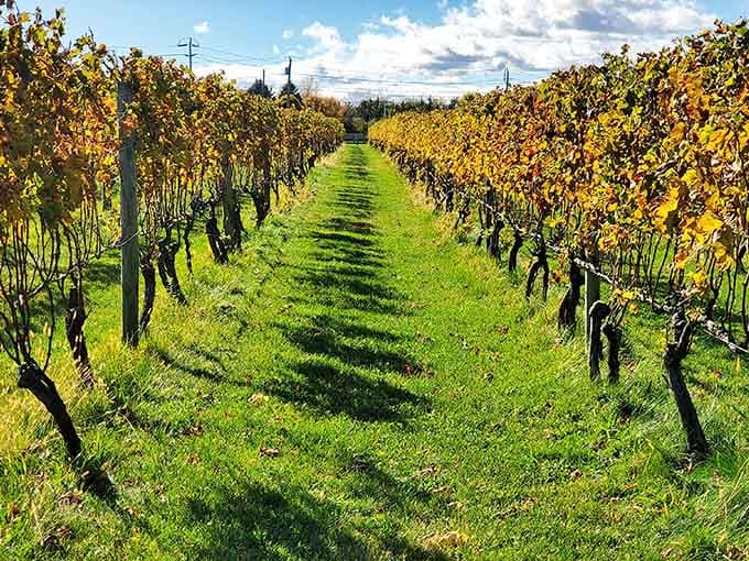 Those golden autumn vines create rows so perfect, they'd make a geometry teacher weep with joy.