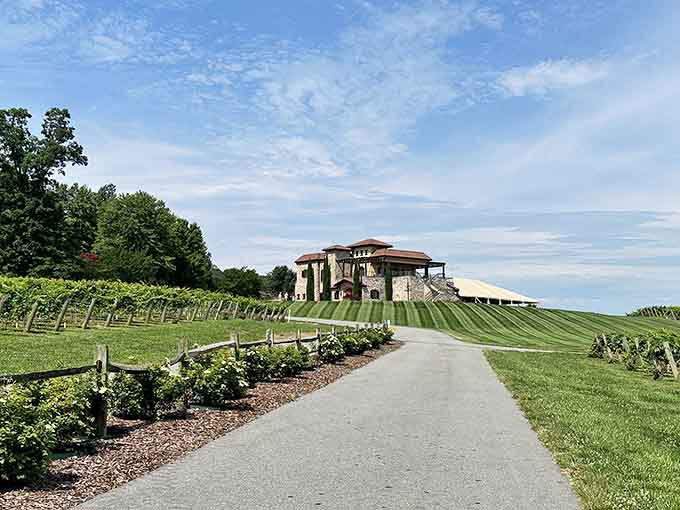 Rolling vineyards meet blue skies in a scene so perfect you'll swear someone painted it just for you.