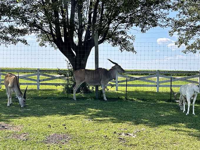 These eland have mastered the art of pastoral living, making your backyard look positively cramped by comparison.