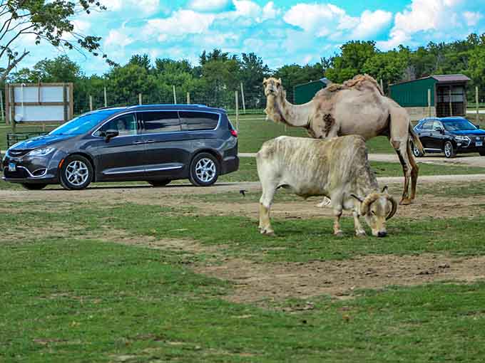 This camel's closer than your GPS voice and twice as interesting to listen to.
