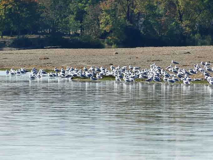 Nature's own convention center hosts thousands of feathered visitors during migration season, quite the spectacular gathering.