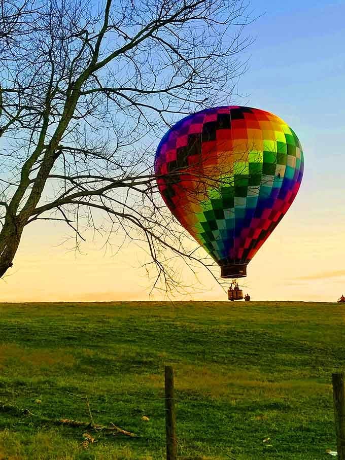 When the bare winter tree meets a kaleidoscope of color at golden hour, magic happens right in your backyard.