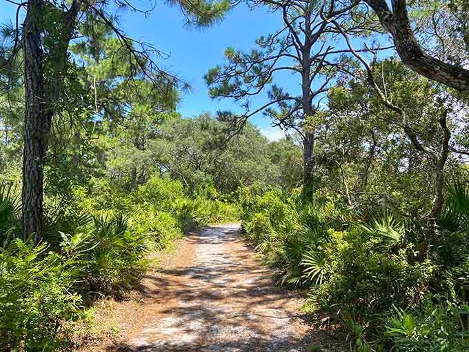 Dappled sunlight filters through ancient oaks, creating nature's own cathedral along these peaceful walking paths.