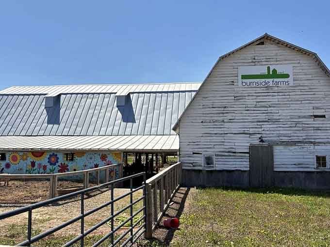 That weathered barn has seen more seasons than your favorite TV show, and it's still standing strong.