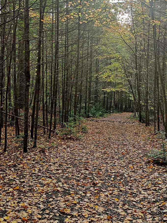The forest path beckons like an invitation to another world, peaceful and wonderfully untouched.