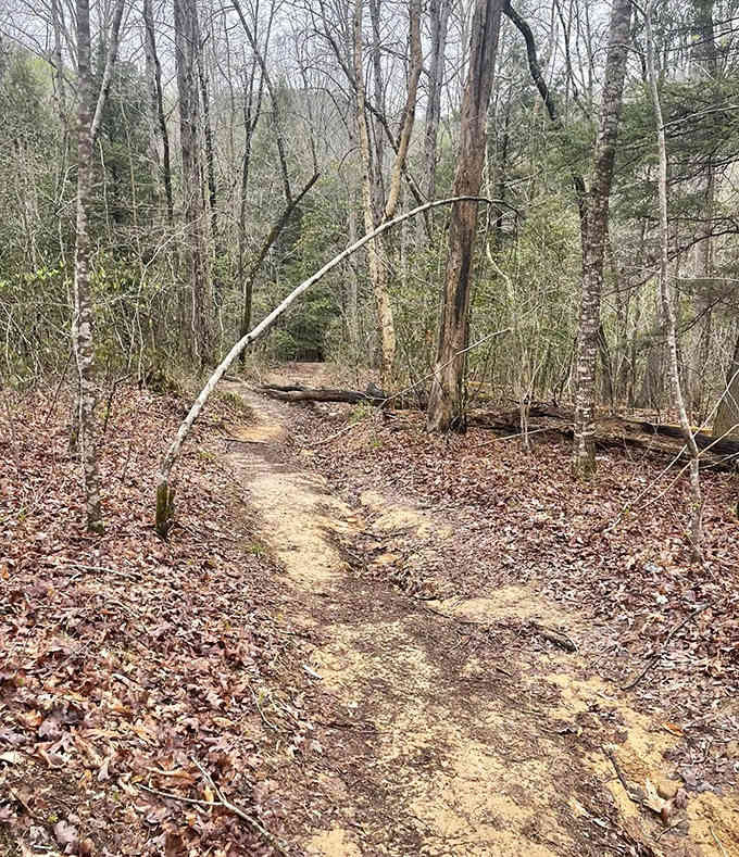 The trail winds through forest so peaceful, even your thoughts quiet down to listen.