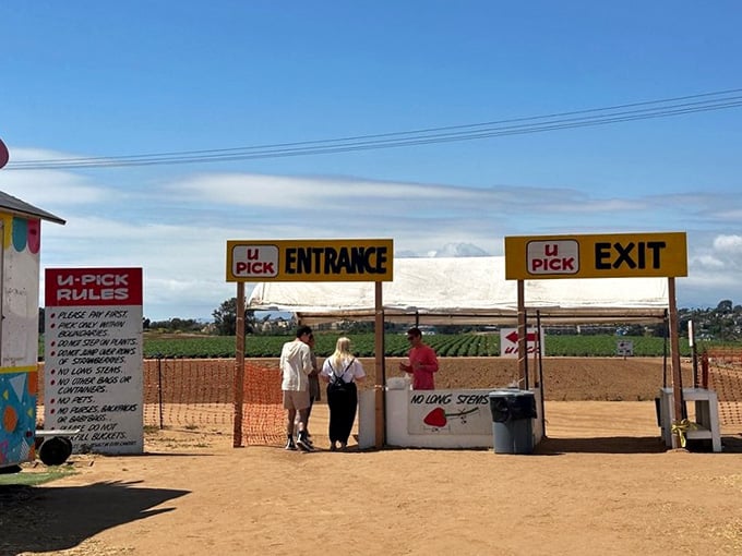 That entrance sign isn't just directing traffic, it's your gateway to understanding what strawberries should actually taste like.