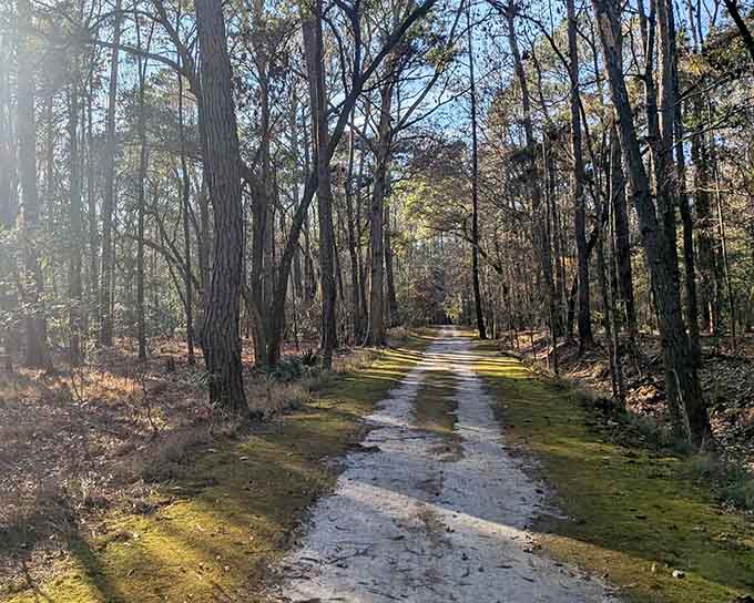 Sunlight filters through the trees onto this peaceful trail, creating nature's own Instagram filter without the annoying ads.