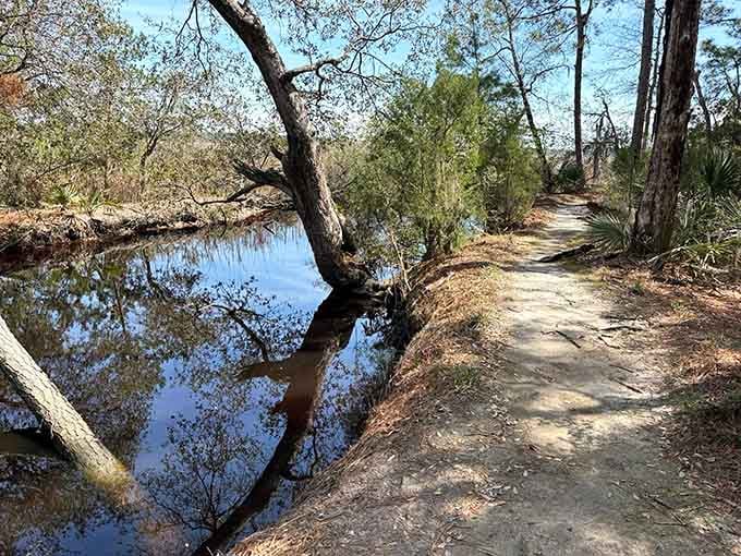 Dark waters mirror the sky while palmetto fans frame your path, creating nature's own gallery of Southern beauty.