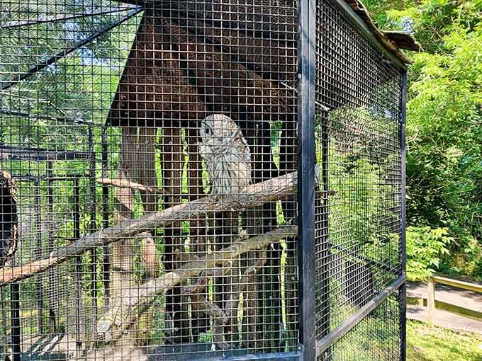 This wise owl surveys its domain with the kind of intensity your grandmother uses at bingo night.