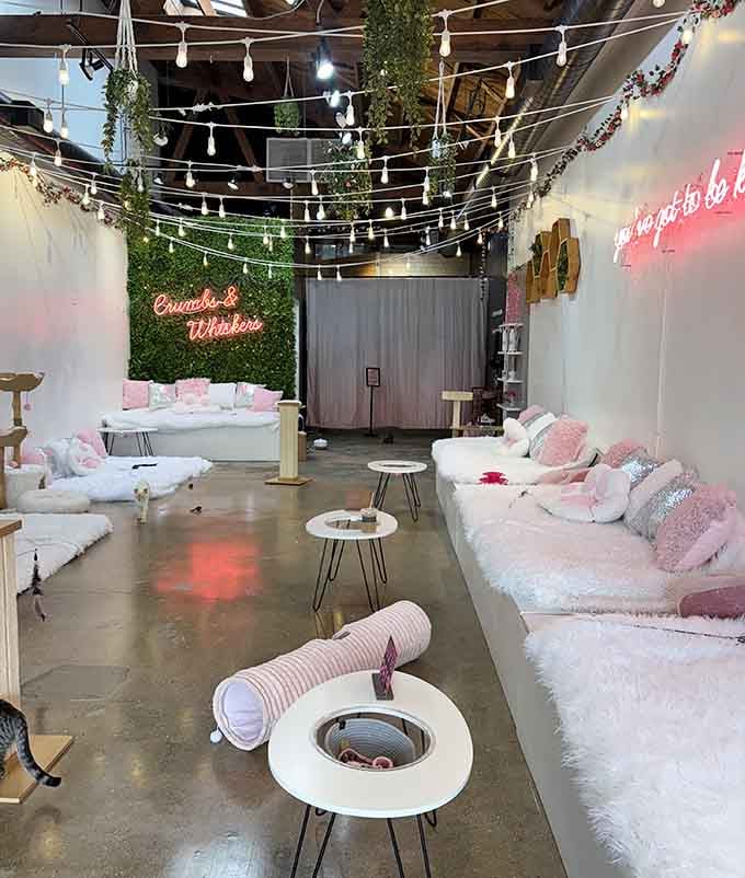 Pink pillows, twinkling lights, and feline-approved lounging spots create an Instagram dream that's actually better in person.