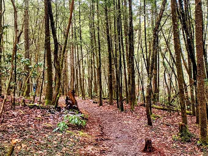 The forest path that leads to paradise, where every step feels like walking through a postcard.