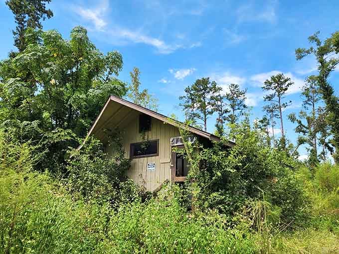 When nature starts winning the battle against civilization, you get hauntingly beautiful scenes like this overgrown former building.