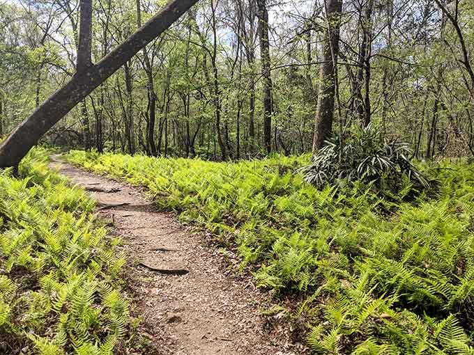 Where ferns meet forest floor, this trail whispers promises of adventures that don't involve sunscreen or crowds.