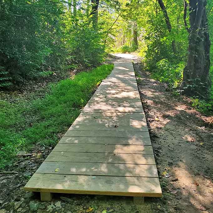 This wooden boardwalk through the forest is your gateway to prehistoric treasures, nature's red carpet to the past.