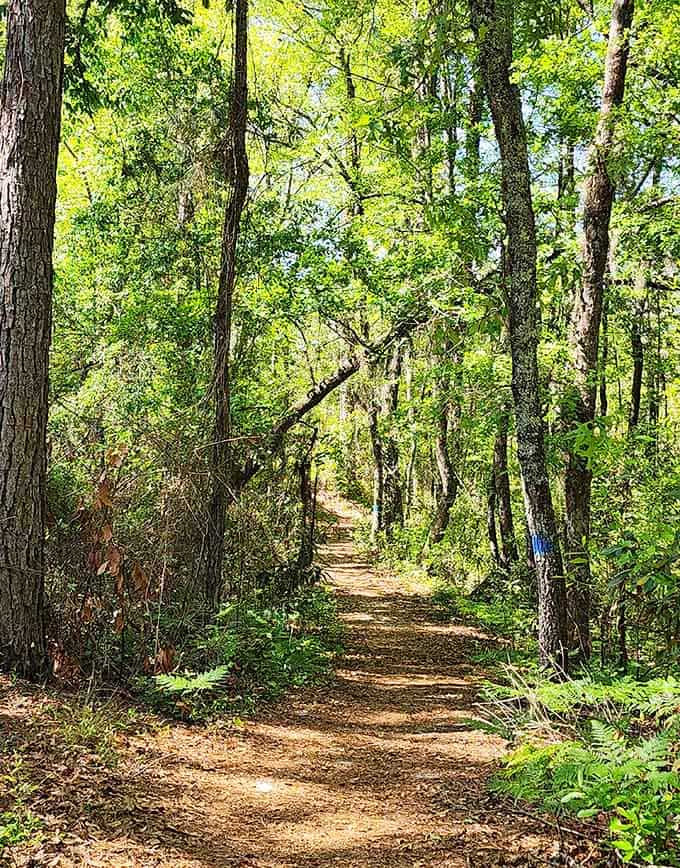 A trail that whispers "take your time" instead of screaming "cardio workout" at you like some overenthusiastic fitness instructor.