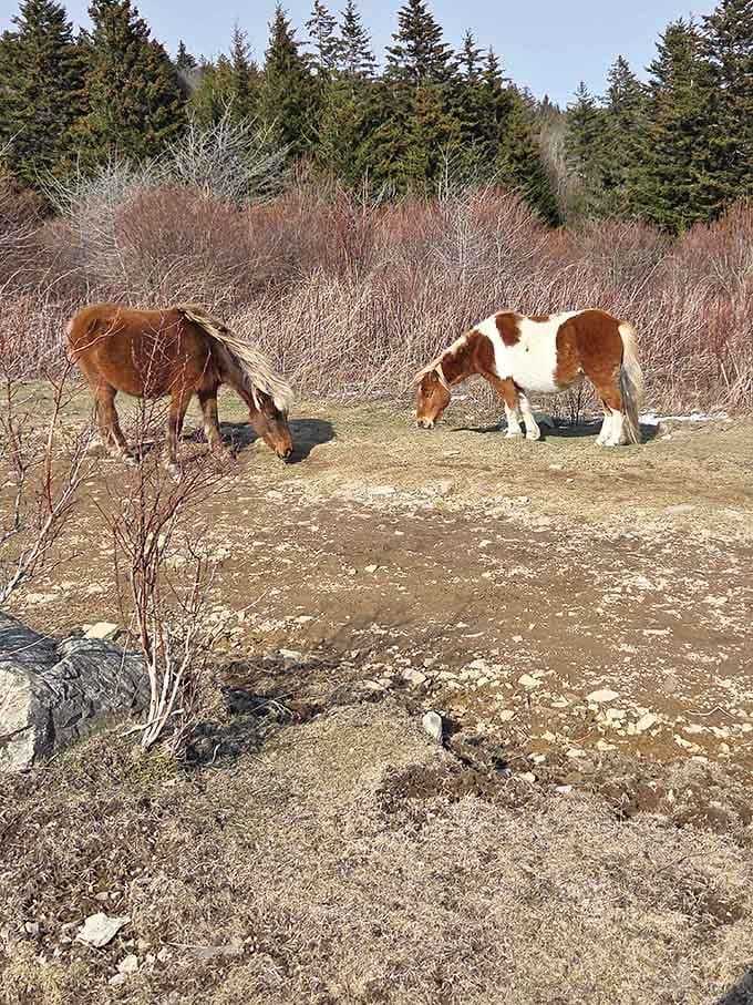 These wild ponies have mastered the art of looking majestic while basically just having lunch on a Tuesday afternoon.