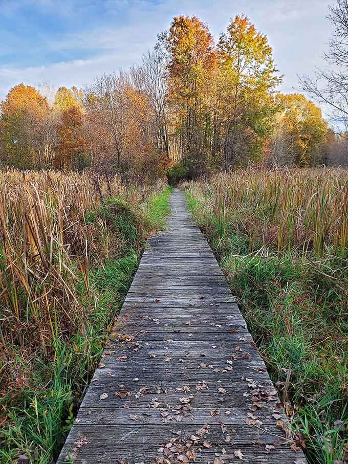 This weathered boardwalk cuts through golden cattails like a scene from a Monet painting, minus the French accent.