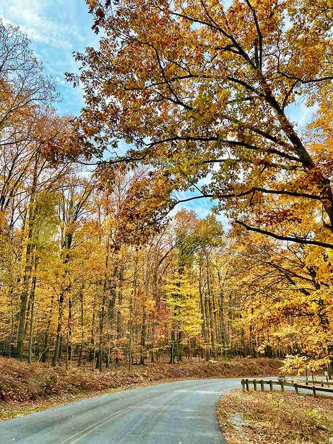 Golden canopies overhead transform an ordinary park road into nature's own cathedral, minus the uncomfortable pews and long sermons.