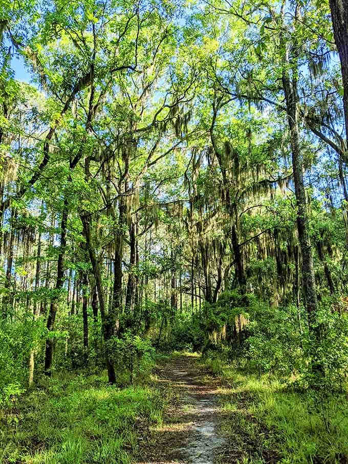 Spanish moss and dappled sunlight create a tunnel that looks like it leads straight to Narnia.