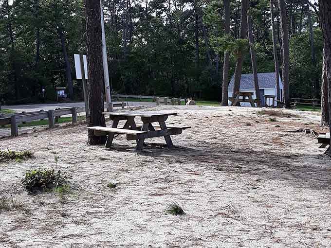 Picnic tables under pine trees: nature's original air conditioning with a side of serenity.