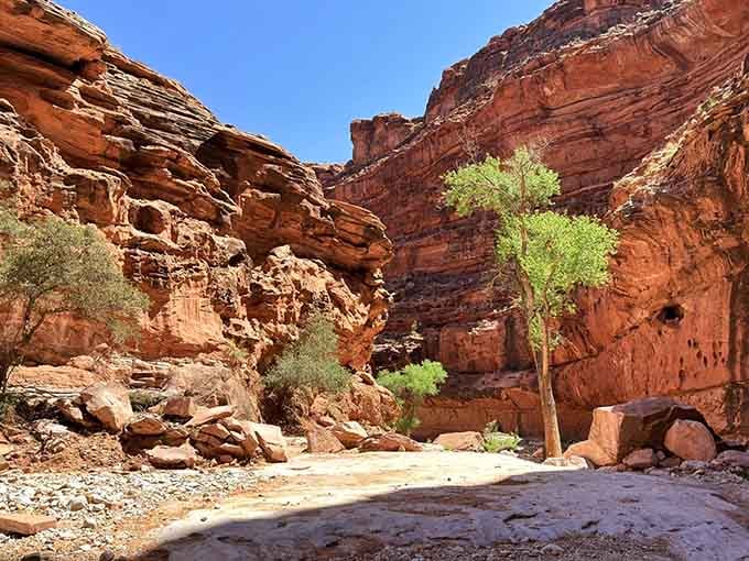 Desert trees thriving in red rock canyons prove that life finds a way, even in places that look like Mars.