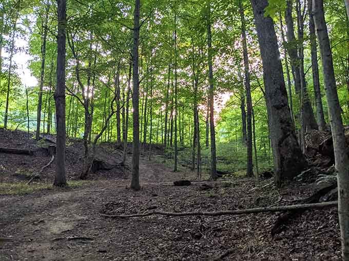 The forest path beckons you deeper, where civilization fades and adventure whispers through every rustling leaf.