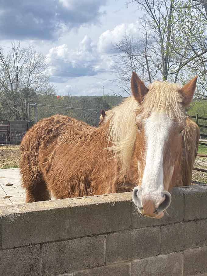 This shaggy horse has that "I woke up like this" look perfected, complete with windswept mane and soulful eyes.
