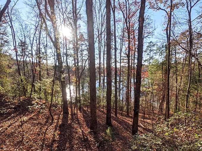 Sunlight filtering through the trees like nature's own spotlight, because even forests deserve good lighting.