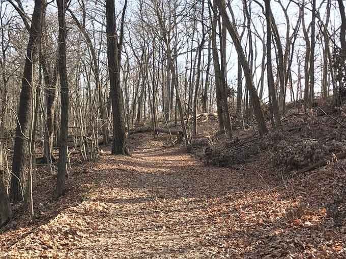 Autumn leaves blanket the forest floor like nature's own welcome mat, inviting you deeper into the woods.