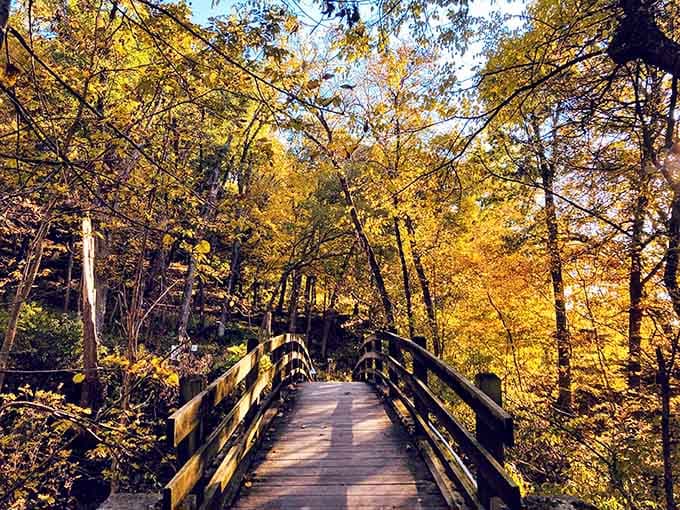 Golden autumn leaves frame this wooden bridge like nature's own picture frame, inviting you deeper into the forest.
