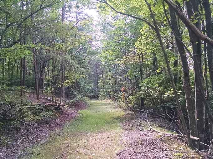 These peaceful trails wind through forests that feel like nature's own secret hideaway waiting for you.