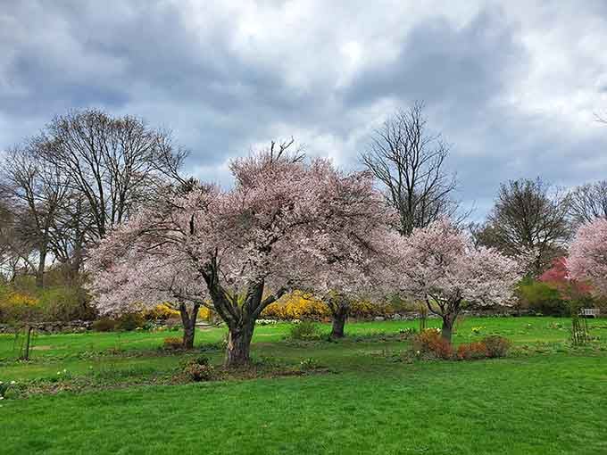 Cherry blossoms that make you forget you're still in New Jersey, not Japan.