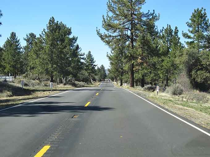 Pine-lined perfection: where the pavement meets tranquility and your GPS finally stops nagging you.