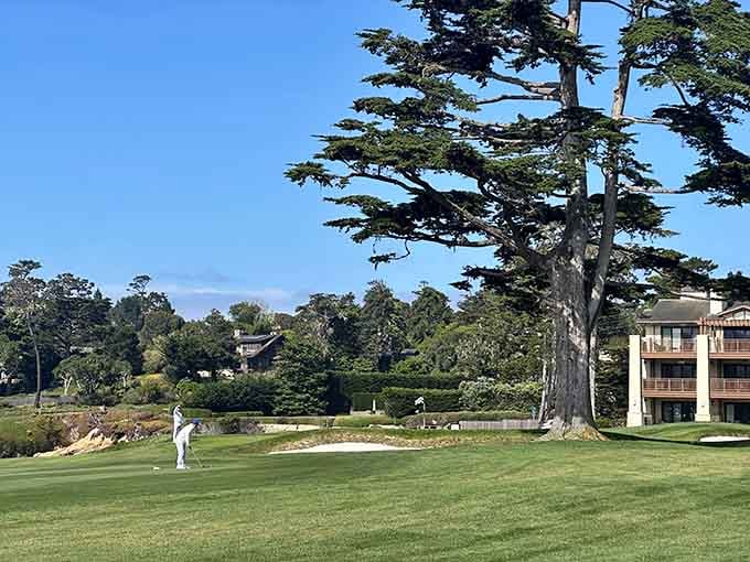 Enjoy a perfect day on the greens, surrounded by stunning coastal scenery and iconic trees under a bright blue sky.