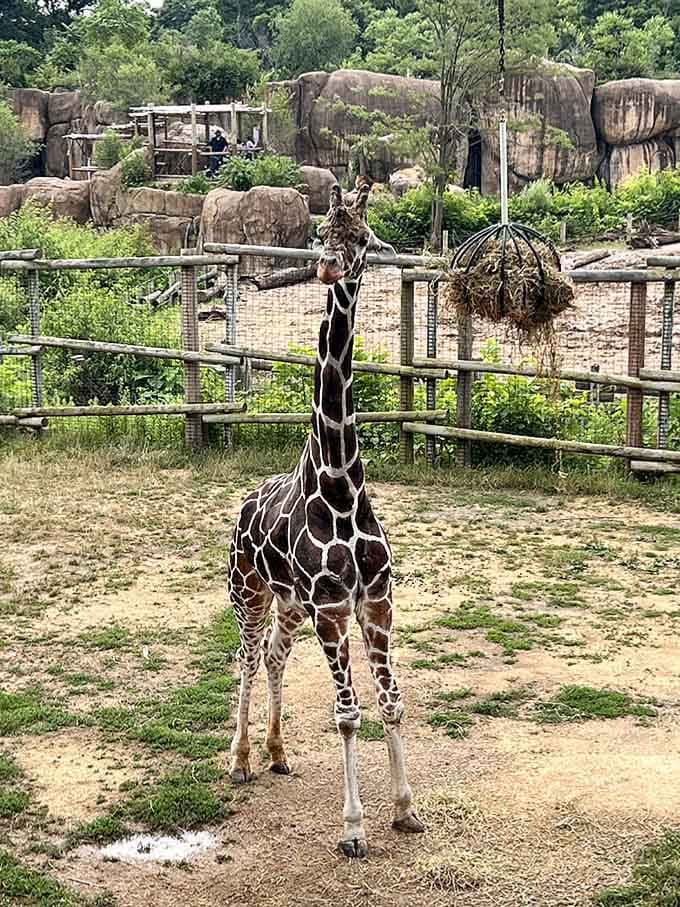 That giraffe's giving you the side-eye like it knows you skipped breakfast to get here early.