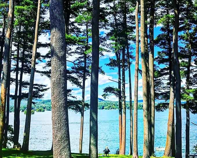 When trees frame a lake view this perfectly, you know nature's been taking composition classes on the side.