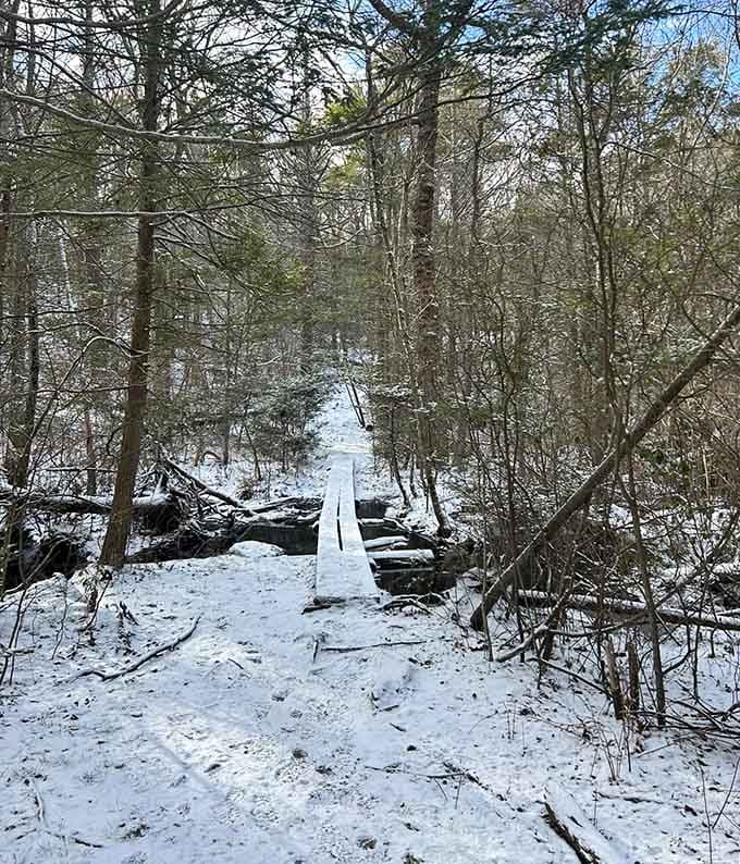 Winter transforms the forest into a crystalline wonderland, complete with natural ice sculptures that rival any art gallery.