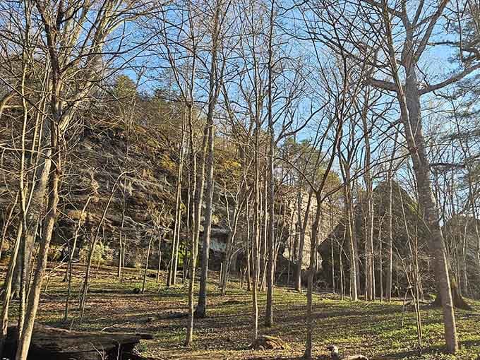 The forest opens up like a natural amphitheater, proving Illinois has more topography than your geography teacher admitted.