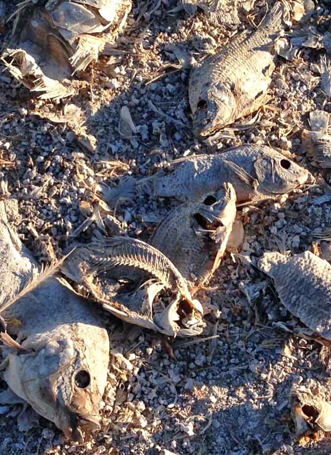 Nature's own bone china collection stretches endlessly, creating a beach that's hauntingly beautiful in its starkness.