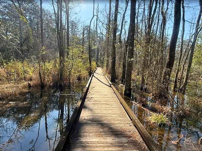 This wooden boardwalk through the wetlands feels like walking into a nature documentary, minus the British narrator.