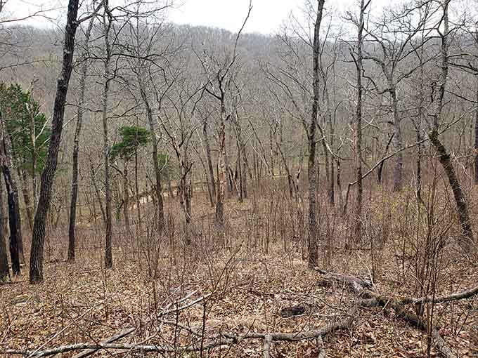 Winter woods reveal the landscape's skeleton, showing you details the leafy seasons keep hidden.