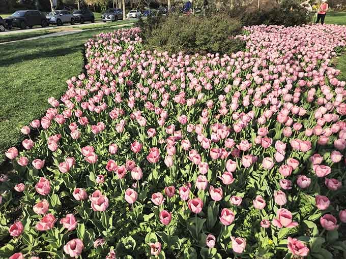 These pink beauties prove that Mother Nature has better taste than any interior designer you'll ever hire.