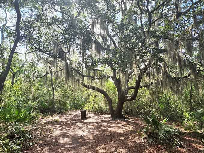 That magnificent oak draped in Spanish moss has more character than most people you'll meet at brunch.