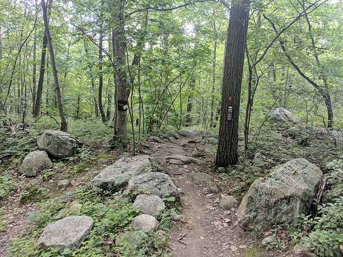 These trails wind through the forest with more twists than your favorite mystery novel, but way better for your health.