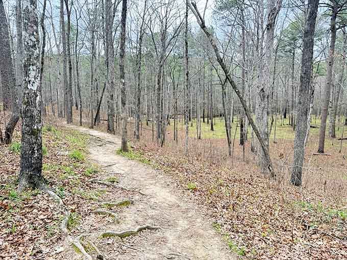 Winter's bare branches reveal the trail's gentle curves, inviting you into a forest that knows patience.