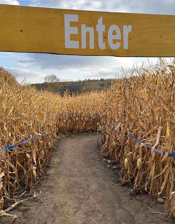 Enter if you dare, though getting lost among cornstalks beats getting lost in your email inbox any day.