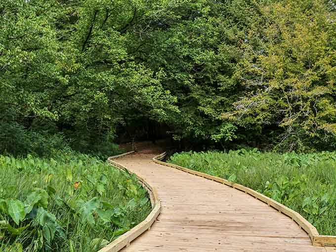 This boardwalk winds through greenery like nature's own yellow brick road, minus the flying monkeys and questionable wizards.