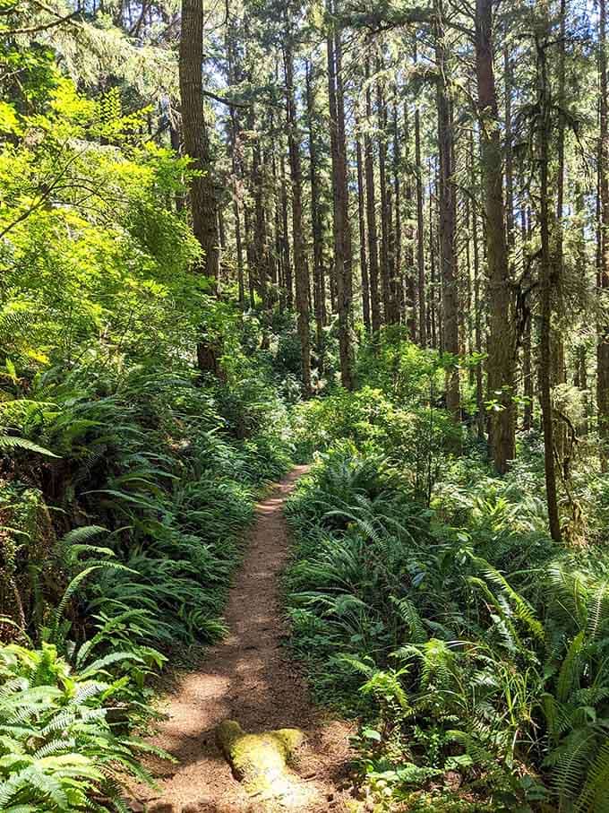 This moss-carpeted path practically begs you to slow down, breathe deep, and forget your phone exists for a while.